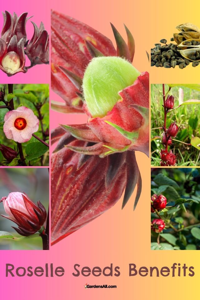 Roselle Seeds Benefits and Uses - GardensAll