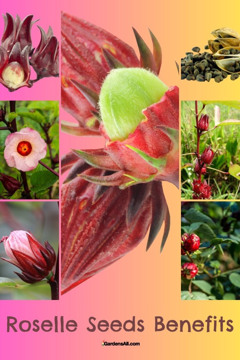 Roselle Seeds Benefits and Uses - GardensAll