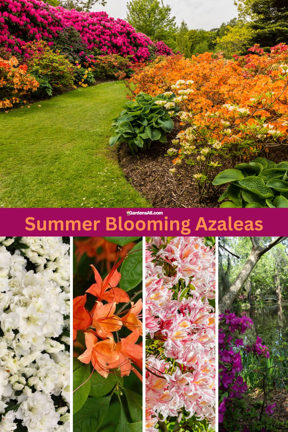 Summer Blooming Azaleas: Extend the Delight - GardensAll