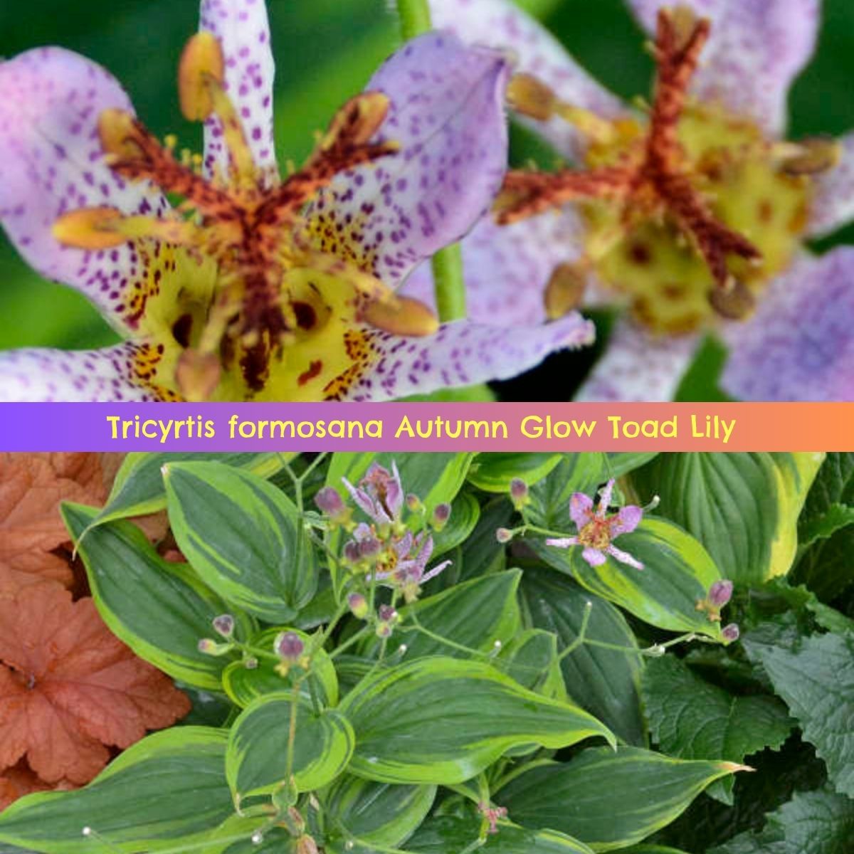 'Autumn Glow' Toad Lily: A Garden Gem - GardensAll