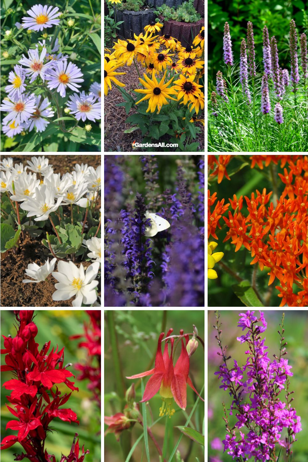 Some Keystone Plants and Wildflowers to Know and Grow - GardensAll
