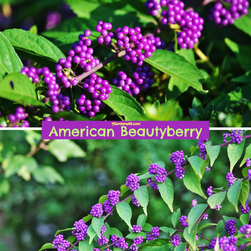 The American Beautyberry Bush: A Vibrant Native Shrub - GardensAll