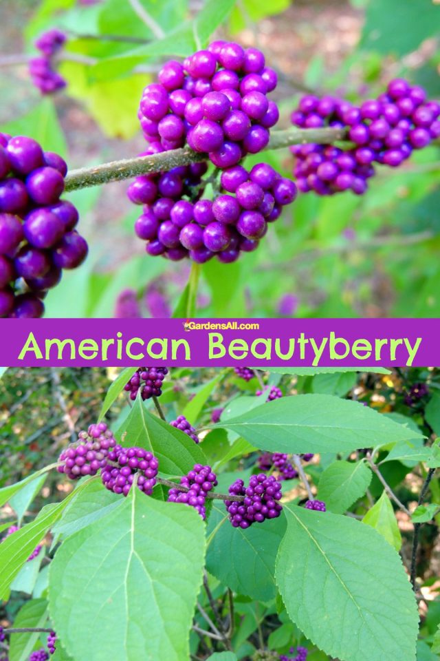The American Beautyberry Bush: A Vibrant Native Shrub - GardensAll