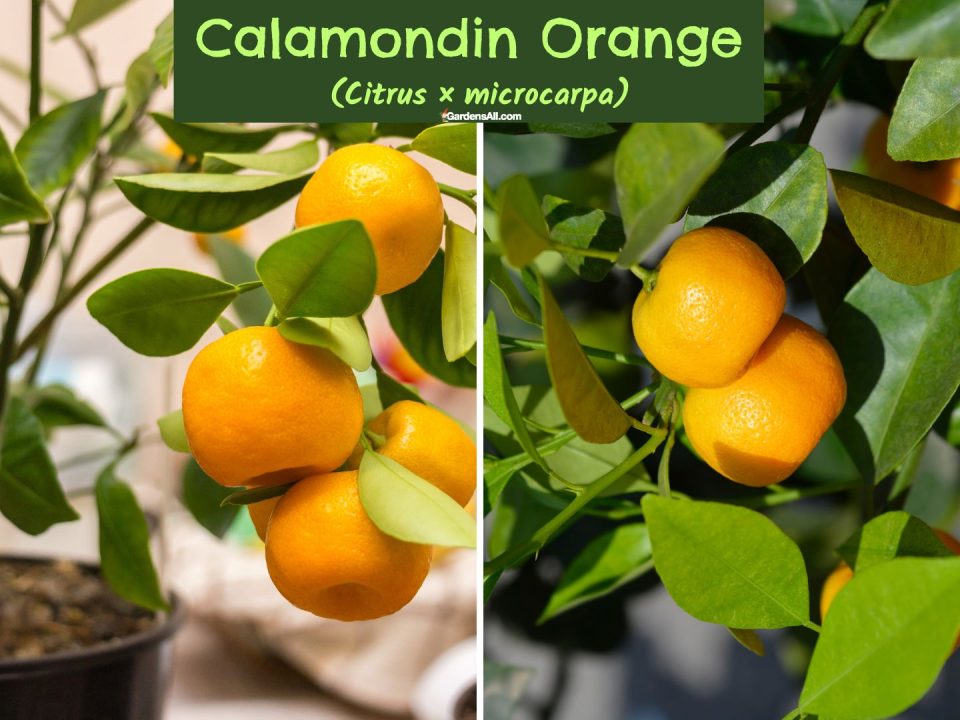 Cold-Hardy Citrus Plants: Varieties, And Where They Grow - GardensAll