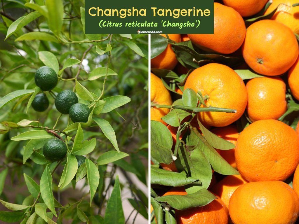 Cold-Hardy Citrus Plants: Varieties, And Where They Grow - GardensAll