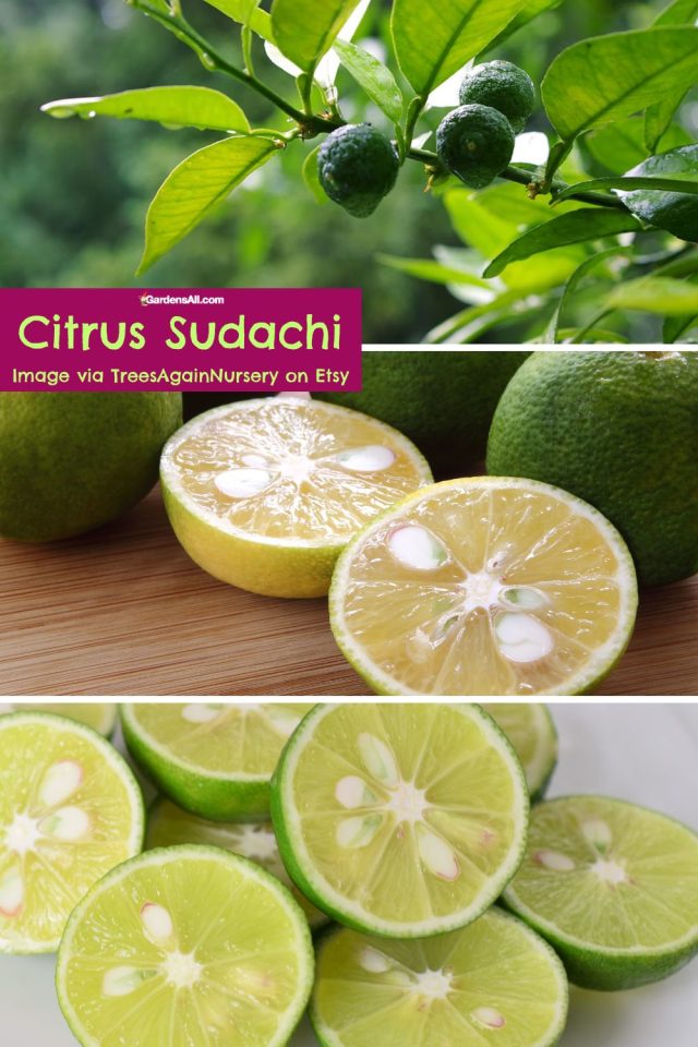 Cold-Hardy Citrus Plants: Varieties, And Where They Grow - GardensAll