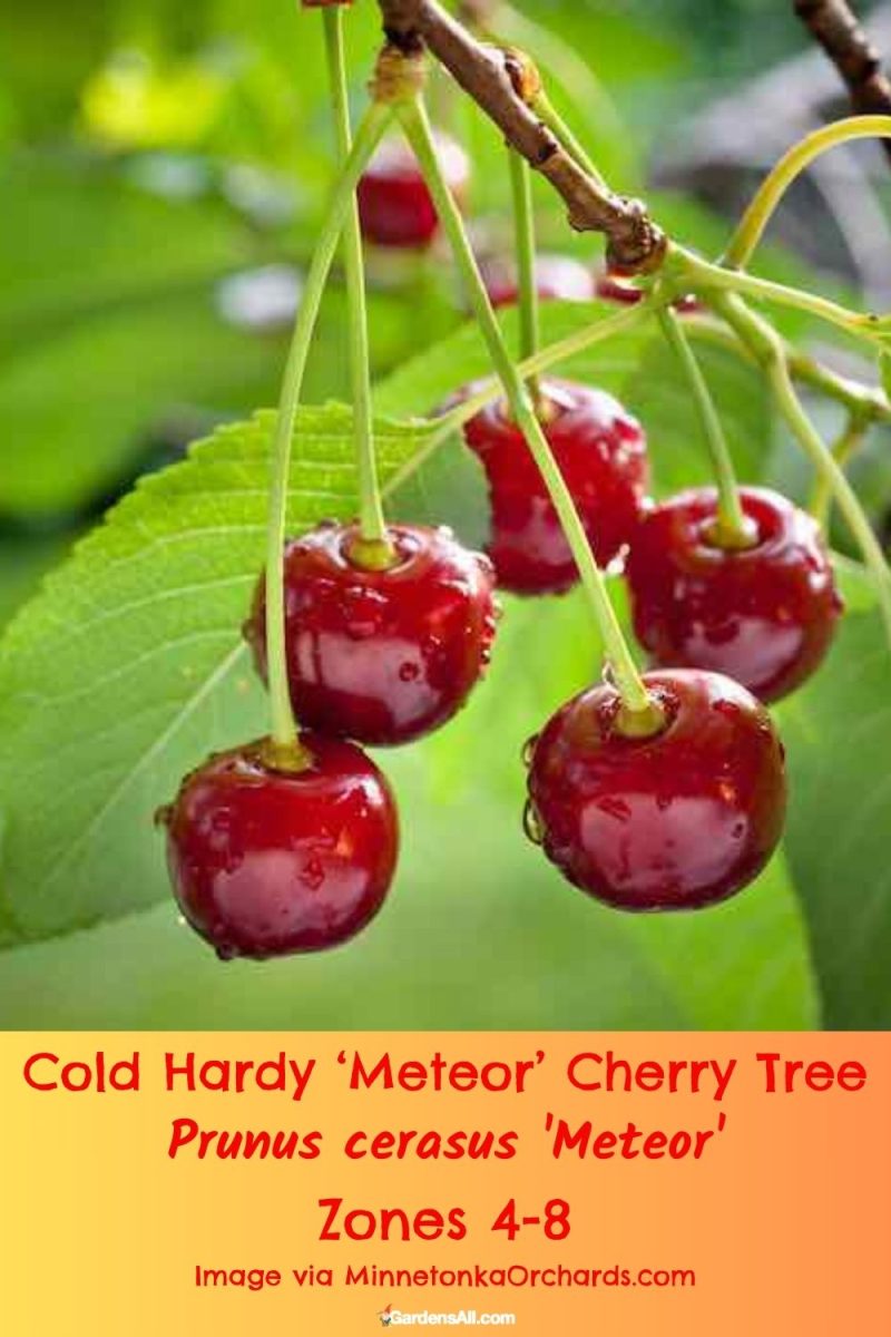 Cold Hardy Cherry Trees: Beautiful and Beneficial in Zones 2-8 - GardensAll