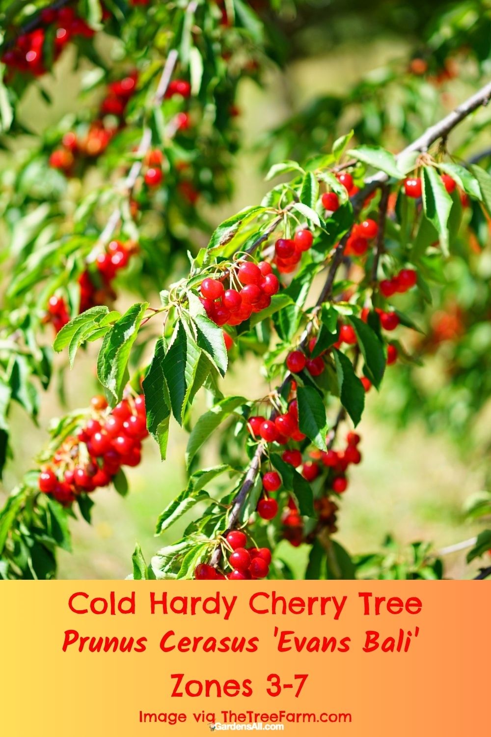 Cold Hardy Cherry Trees: Beautiful and Beneficial in Zones 2-8 - GardensAll
