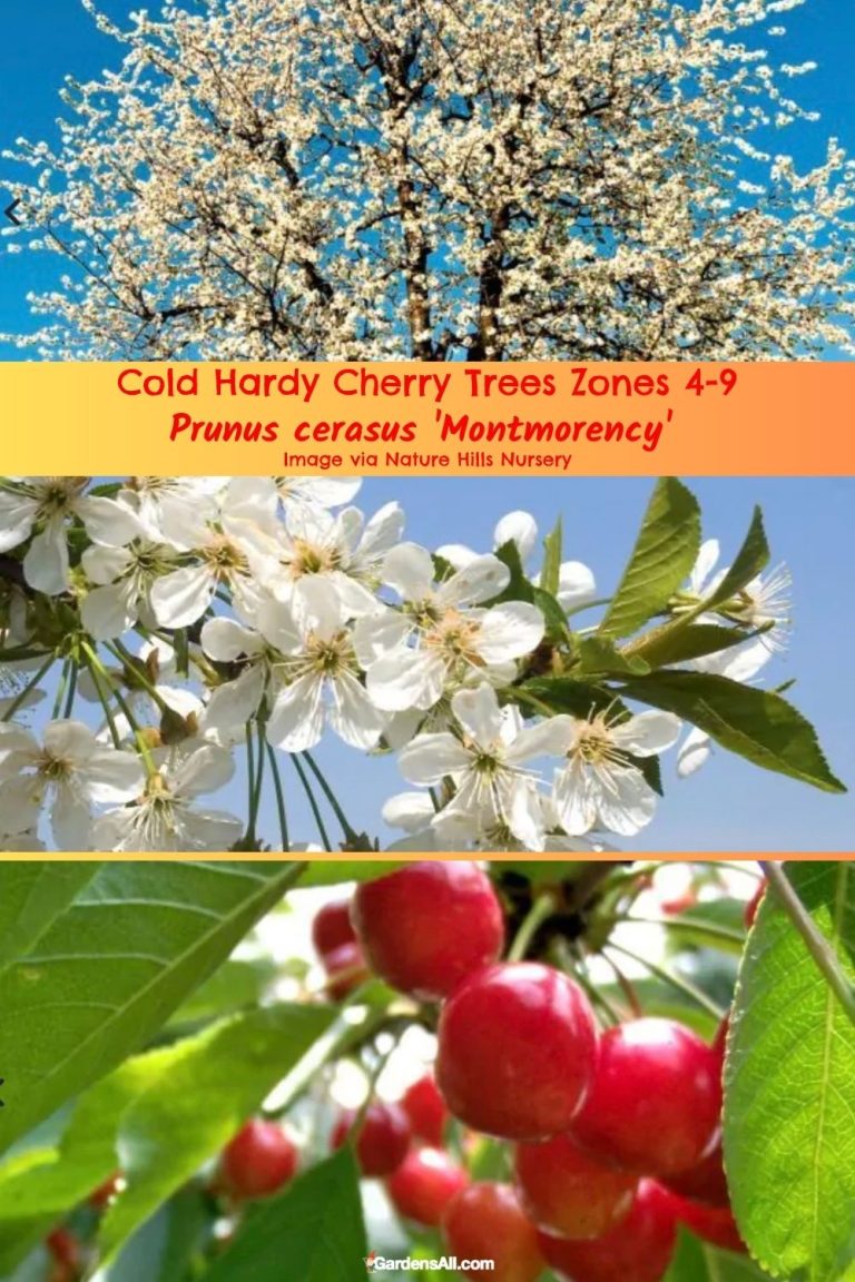 Cold Hardy Cherry Trees: Beautiful and Beneficial in Zones 2-8 - GardensAll