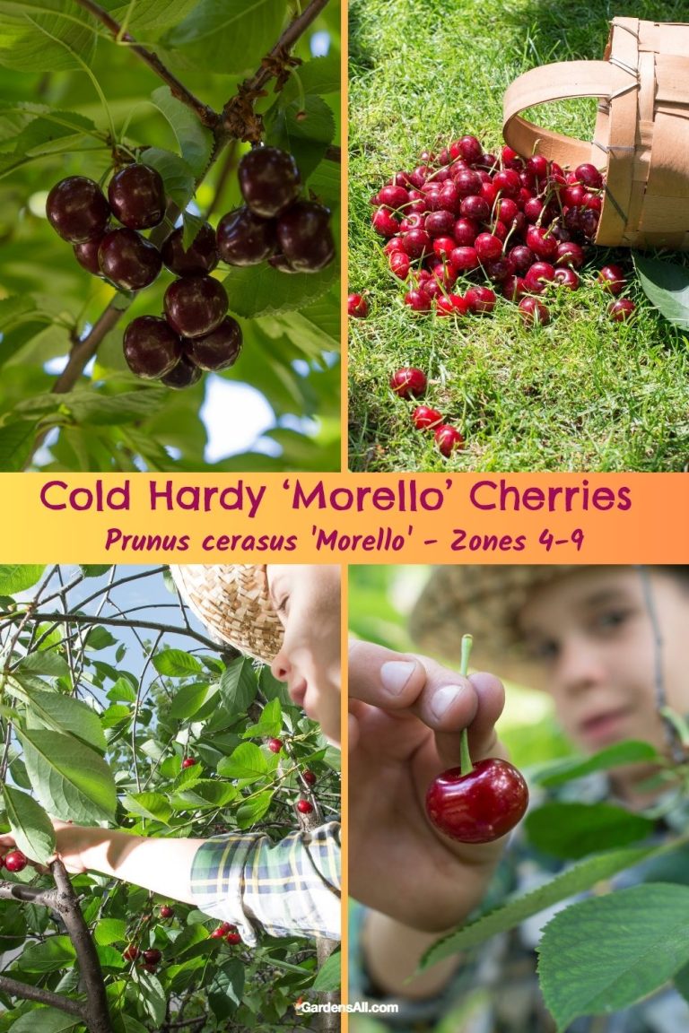 Cold Hardy Cherry Trees: Beautiful and Beneficial in Zones 2-8 - GardensAll