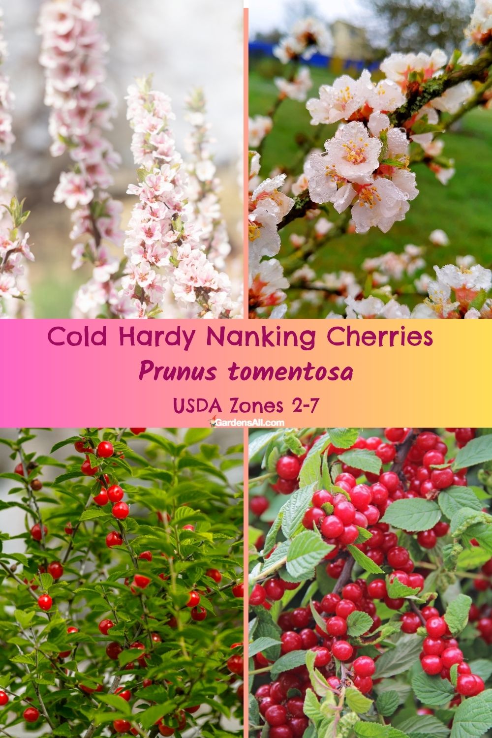Cold Hardy Cherry Trees: Beautiful and Beneficial in Zones 2-8 - GardensAll
