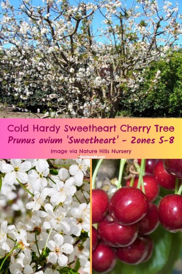 Cold Hardy Cherry Trees: Beautiful and Beneficial in Zones 2-8 - GardensAll