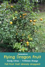 Trifoliate Orange Plant: a Cold Hardy Citrus Called Flying Dragon ...