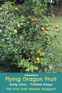Trifoliate Orange Plant: a Cold Hardy Citrus Called Flying Dragon ...