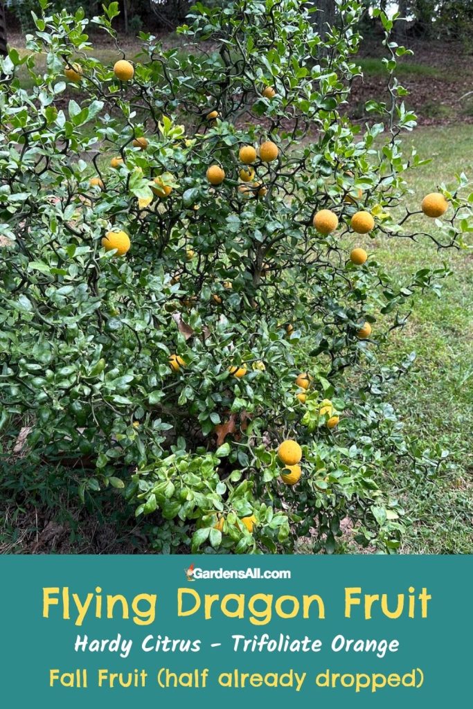Trifoliate Orange Plant: a Cold Hardy Citrus Called Flying Dragon ...