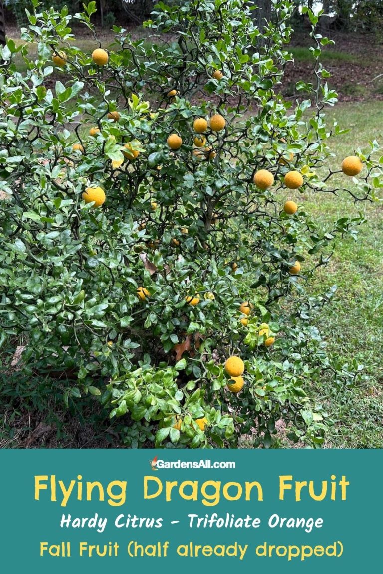 Trifoliate Orange Plant: a Cold Hardy Citrus Called Flying Dragon ...