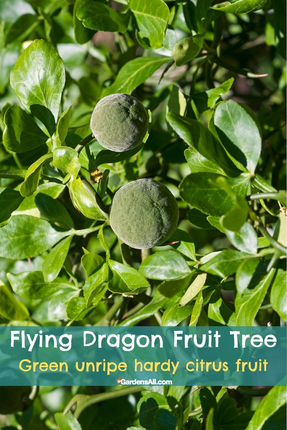 Trifoliate Orange Plant: a Cold Hardy Citrus Called Flying Dragon ...