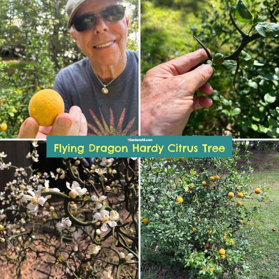 Trifoliate Orange Plant: a Cold Hardy Citrus Called Flying Dragon ...