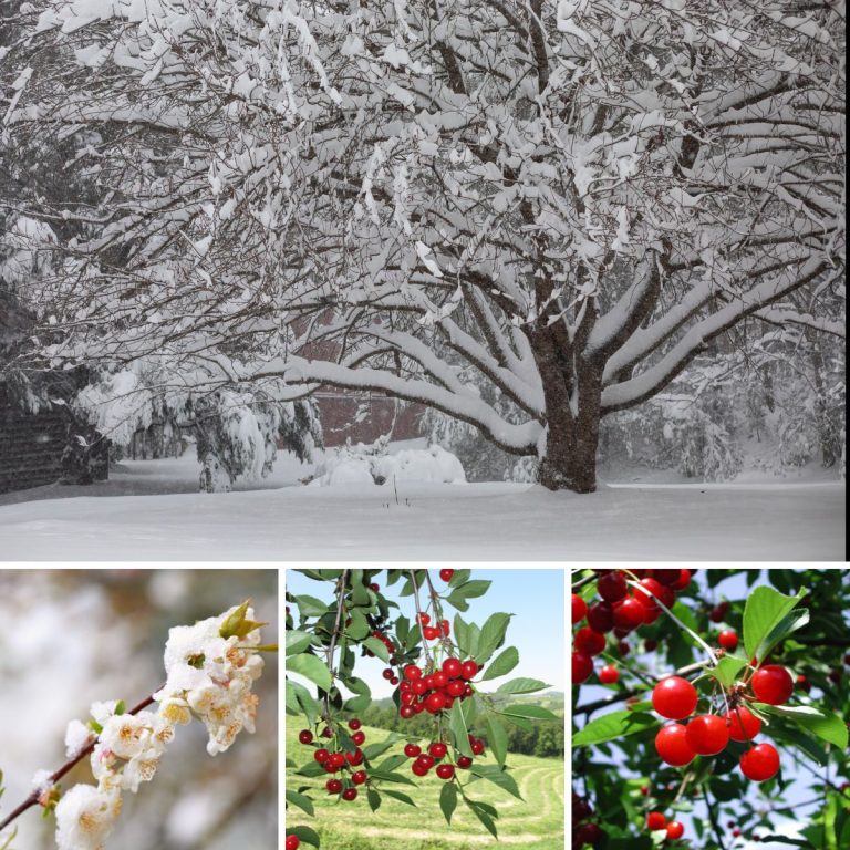 Cold Hardy Cherry Trees: Beautiful and Beneficial in Zones 2-8 - GardensAll