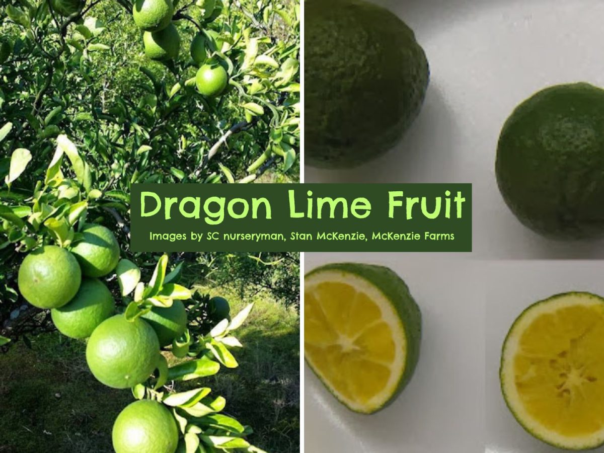 Cold-Hardy Citrus Plants: Varieties, And Where They Grow - GardensAll