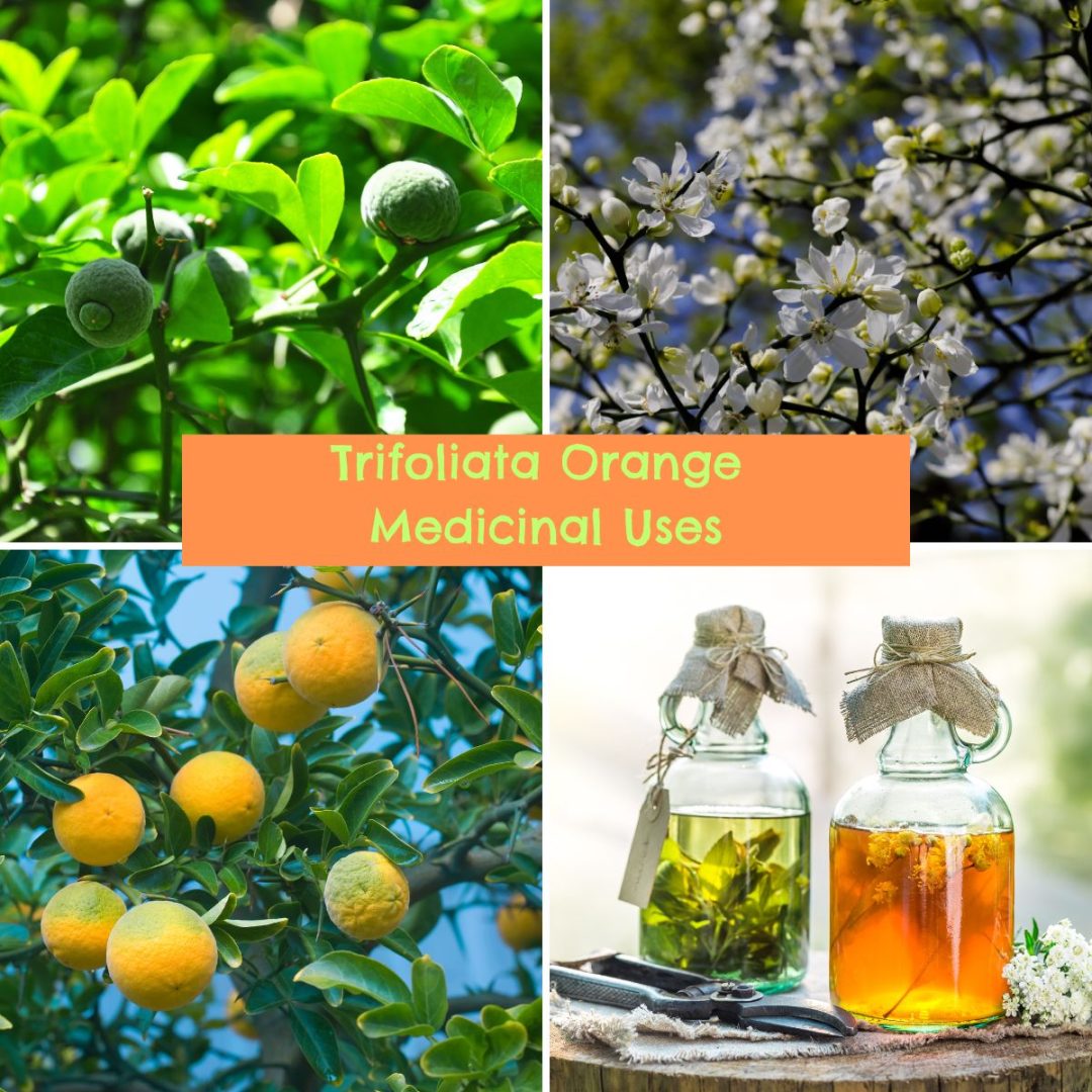 Trifoliate Orange Plant: a Cold Hardy Citrus Called Flying Dragon ...