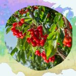 When to Plant Cherry Trees by Zones and States - GardensAll