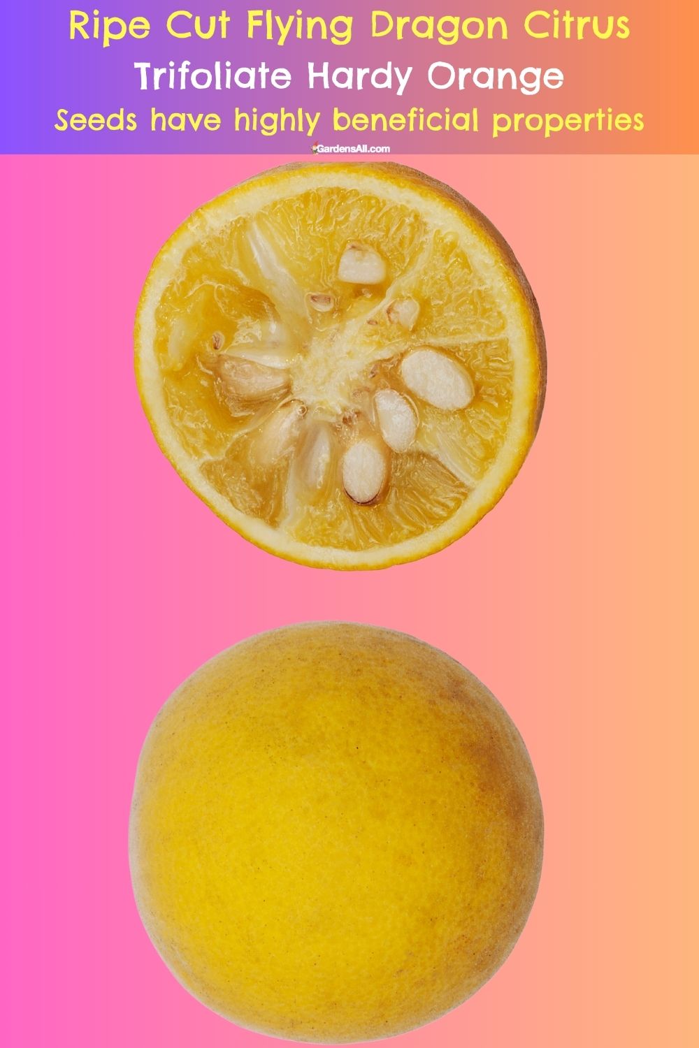 Trifoliate Orange Plant: a Cold Hardy Citrus Called Flying Dragon ...