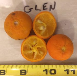 Cold-Hardy Citrus Plants: Varieties, And Where They Grow - GardensAll