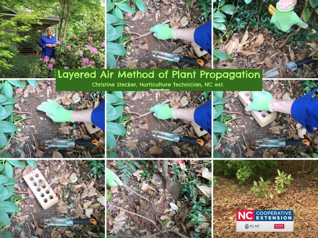 How to Plant a Tree from a Tree: Methods of Tree Propagation - GardensAll