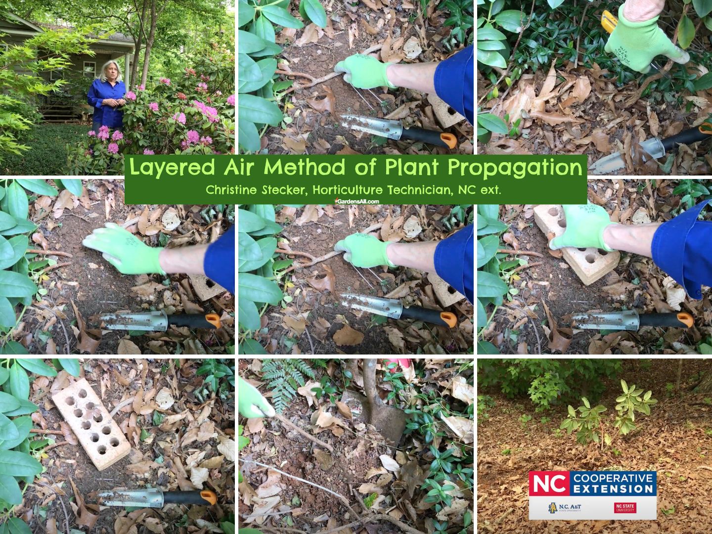 How to Plant a Tree from a Tree: Methods of Tree Propagation - GardensAll