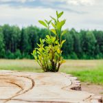 How to Plant a Tree from a Tree: Methods of Tree Propagation - GardensAll