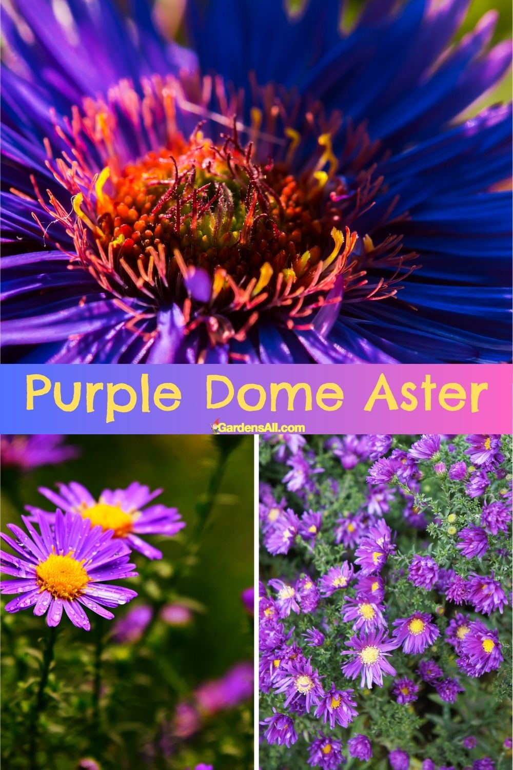 Purple Dome Aster: a Beautiful Landscape Plant - GardensAll