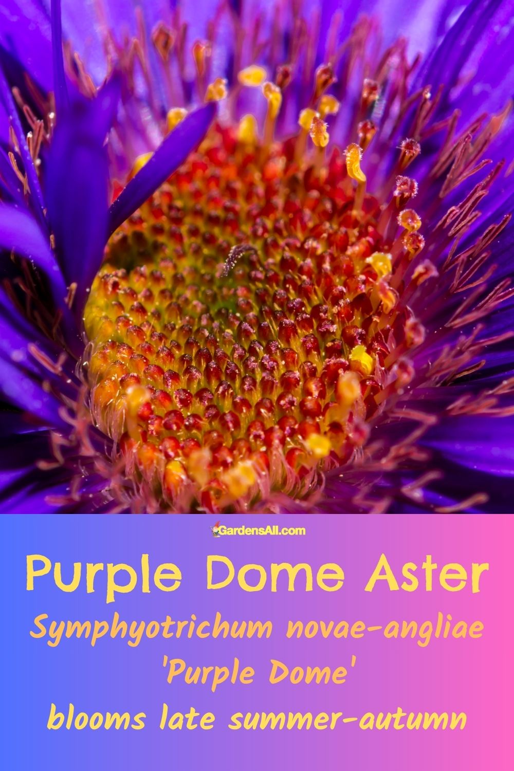 Purple Dome Aster: a Beautiful Landscape Plant - GardensAll