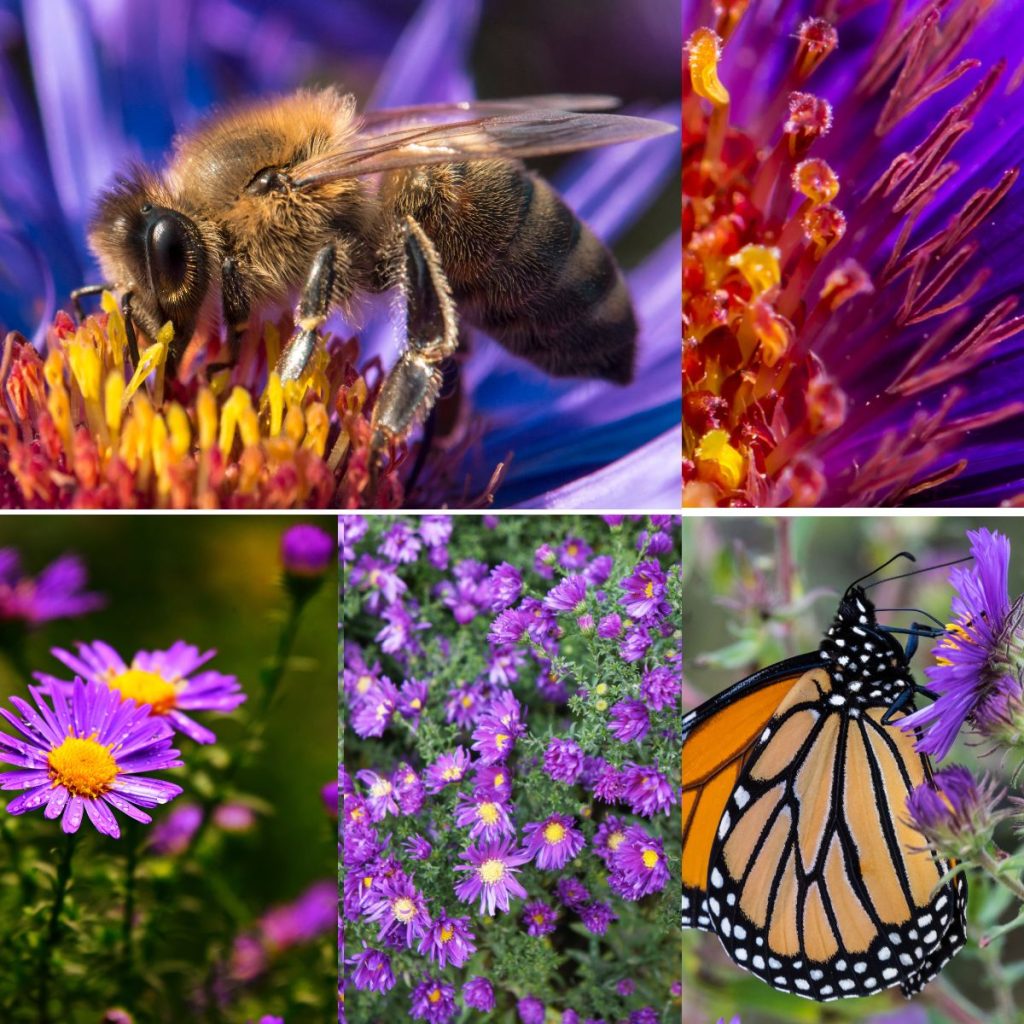 Purple Dome Aster: a Beautiful Landscape Plant - GardensAll