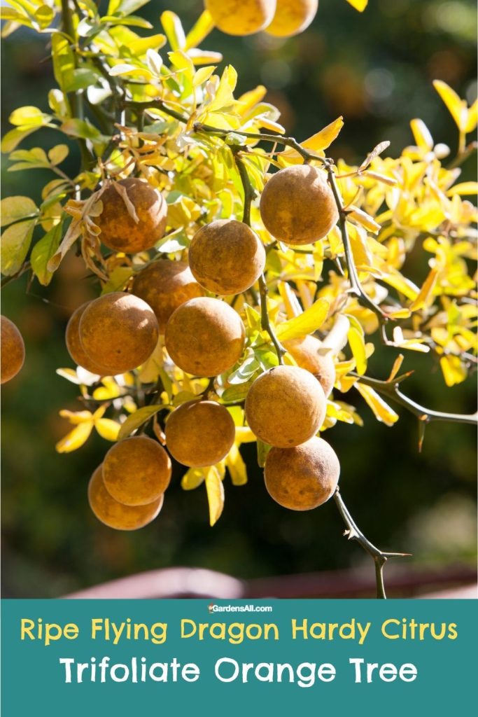 Trifoliate Orange Plant: a Cold Hardy Citrus Called Flying Dragon ...