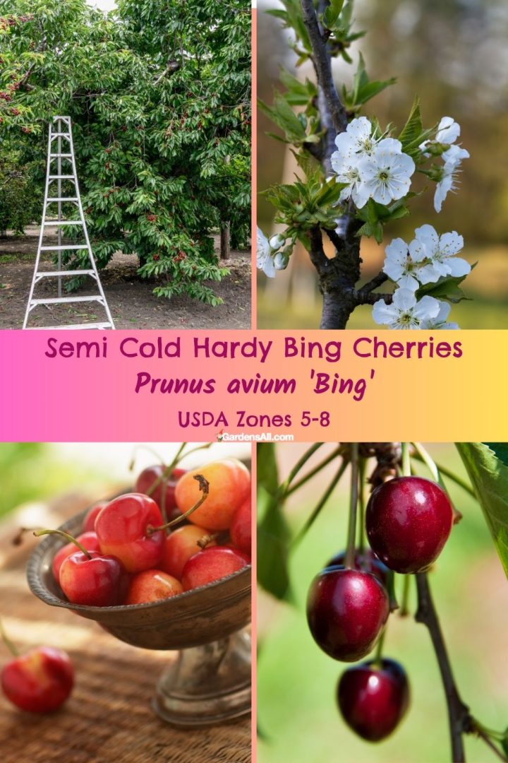 Cold Hardy Cherry Trees: Beautiful and Beneficial in Zones 2-8 - GardensAll