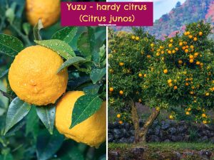 Cold-Hardy Citrus Plants: Varieties, And Where They Grow - GardensAll