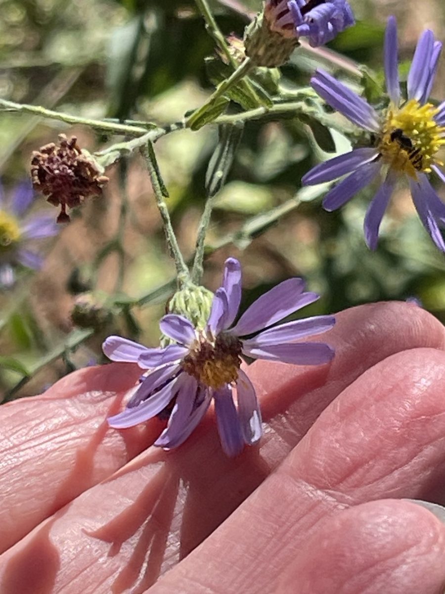 The Purple Aster Wildflower: Perky Pops of Purple in Woodland Meadows