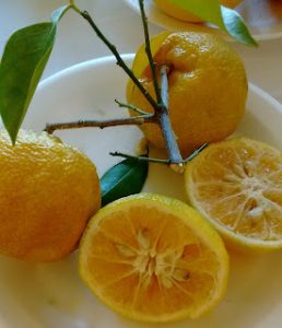 Cold-Hardy Citrus Plants: Varieties, And Where They Grow - GardensAll