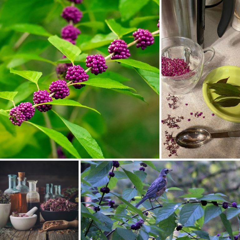 Beautyberry Benefits and Uses of Berries, Leaves and Roots - GardensAll