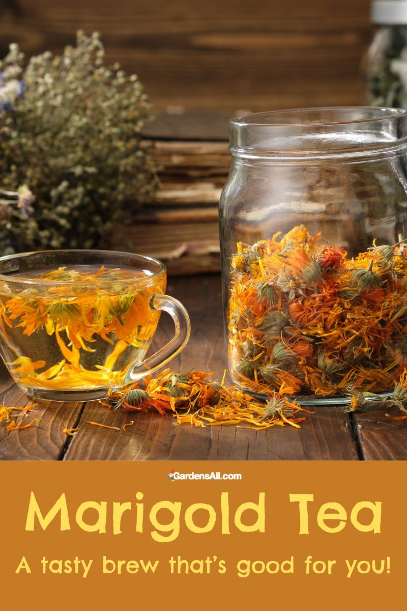 Marigold Tea: A Confluence of Tradition and Health - GardensAll