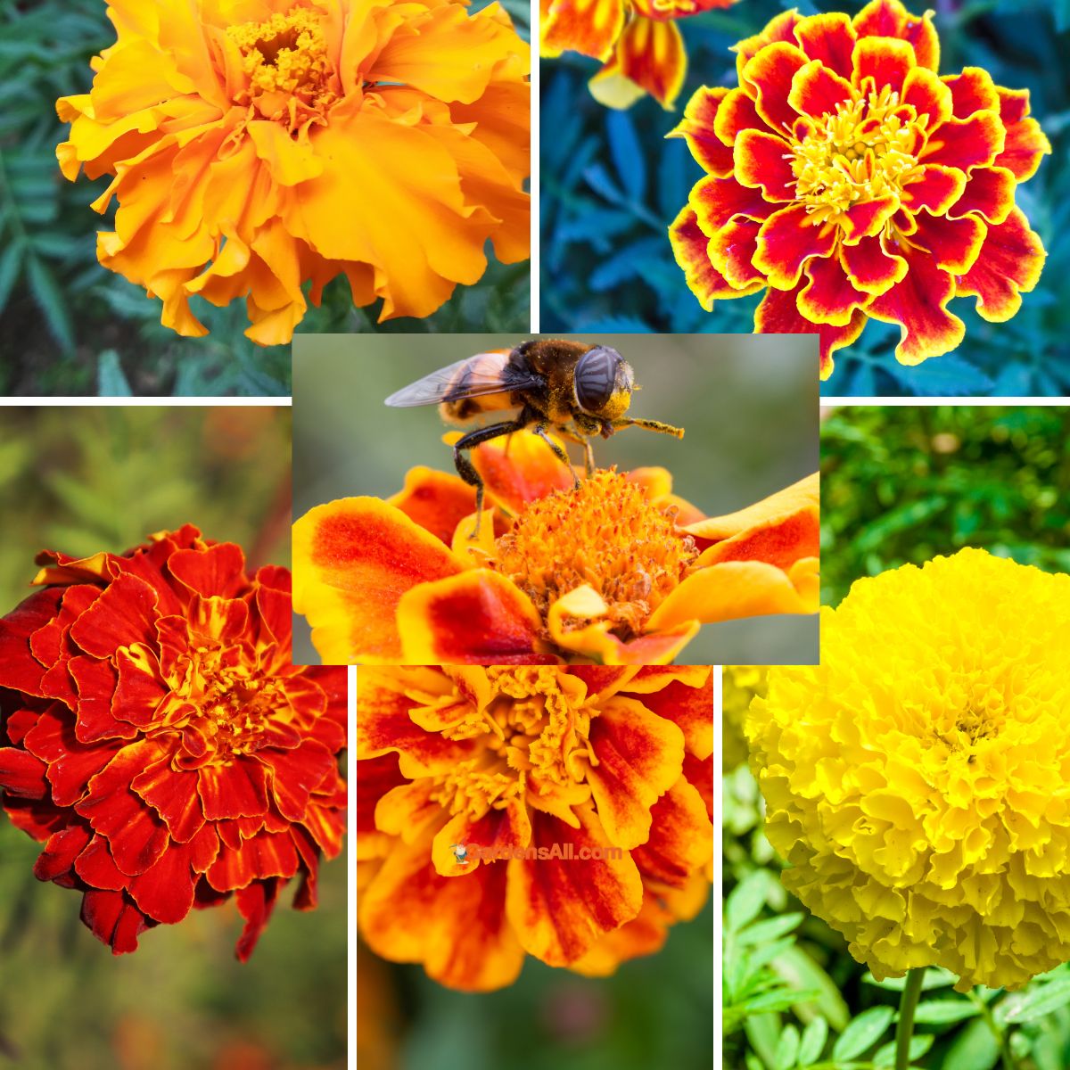 Tagetes Marigold Benefits & Uses: Discover The Gifts of This Powerful Plant