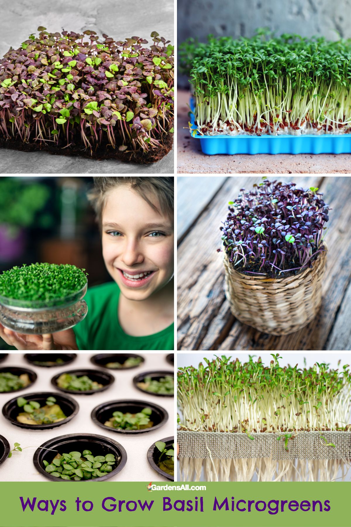 Basil Microgreens Benefits and Nutrients - GardensAll