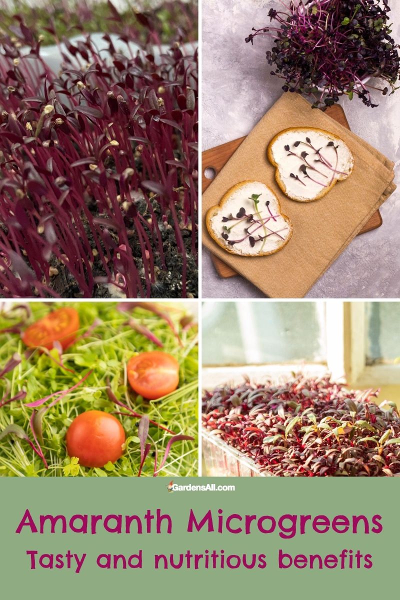 Amaranth Microgreens Benefits and Nutrition Facts to Know - GardensAll