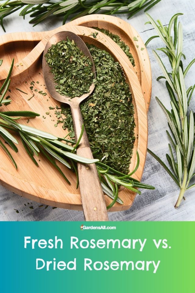 Dried Rosemary vs. Fresh Rosemary: Which is Better? - GardensAll