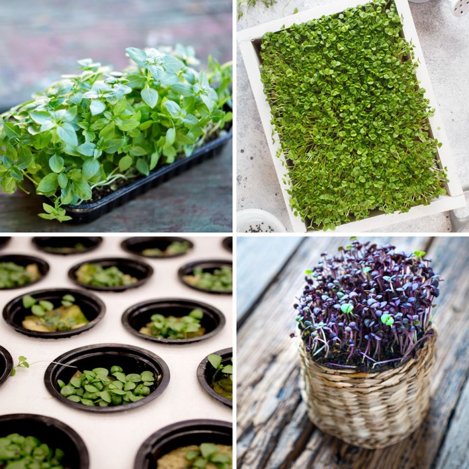 Basil Microgreens Benefits and Nutrients - GardensAll