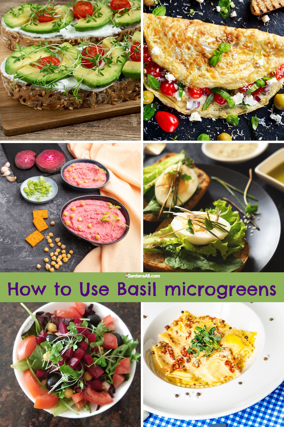 Basil Microgreens Benefits and Nutrients - GardensAll