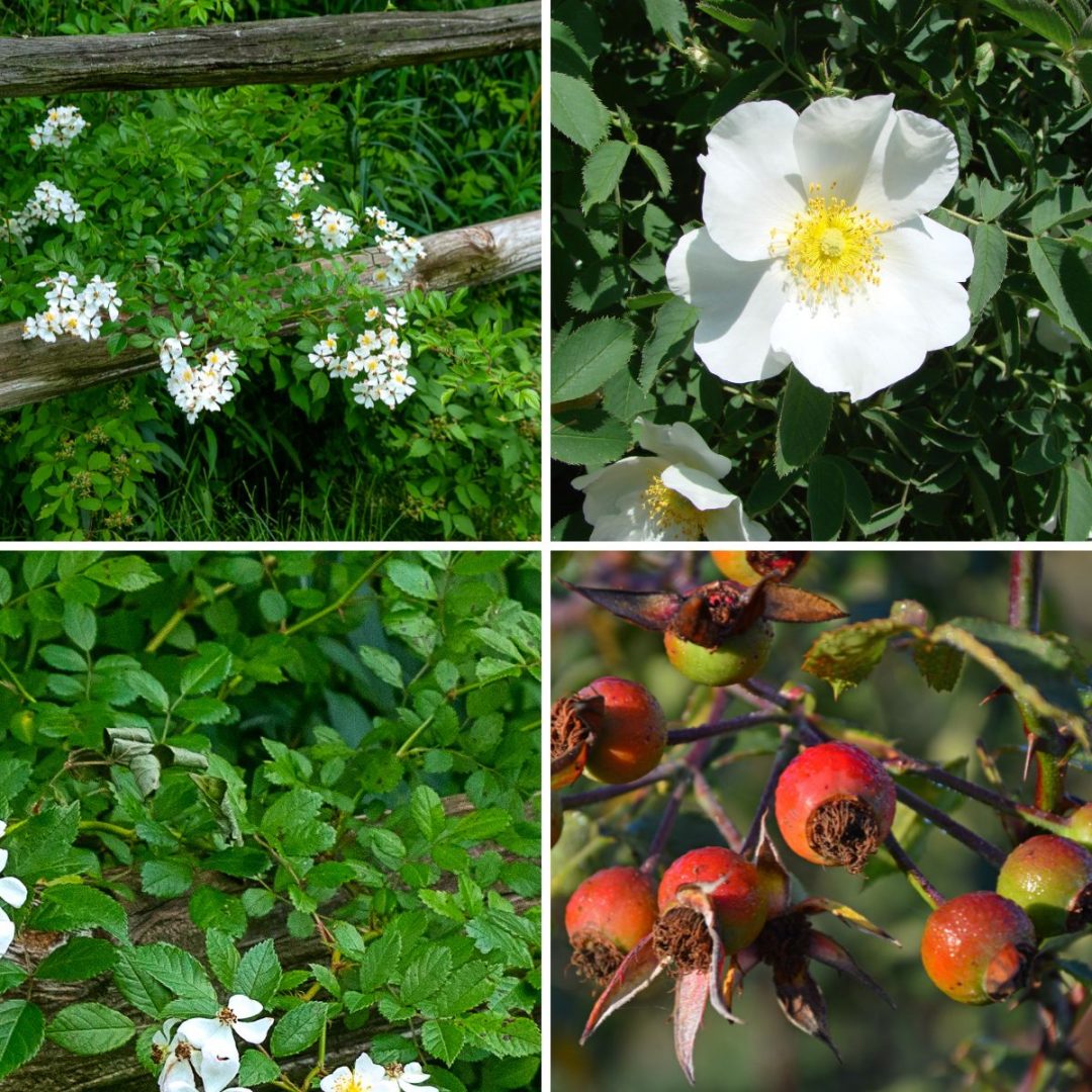 Discovering the Multiflora Rose Medicinal Uses and Benefits - GardensAll