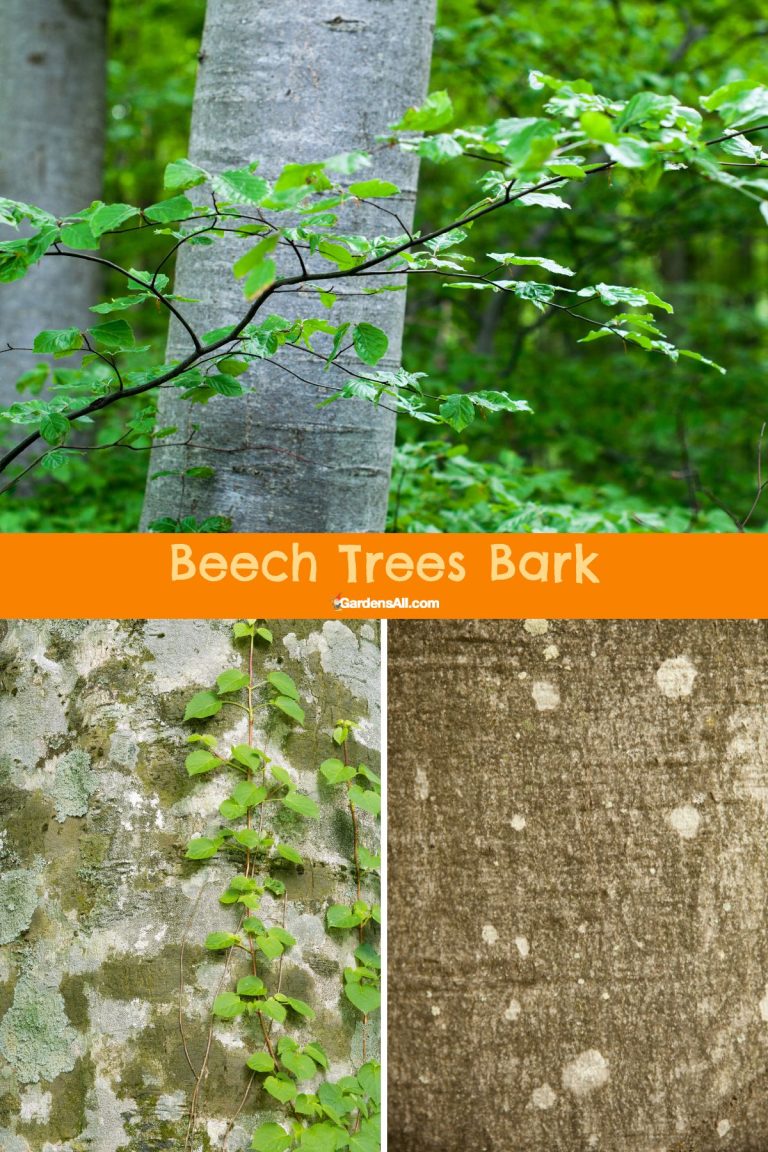 Beech Tree Uses and Benefits - GardensAll