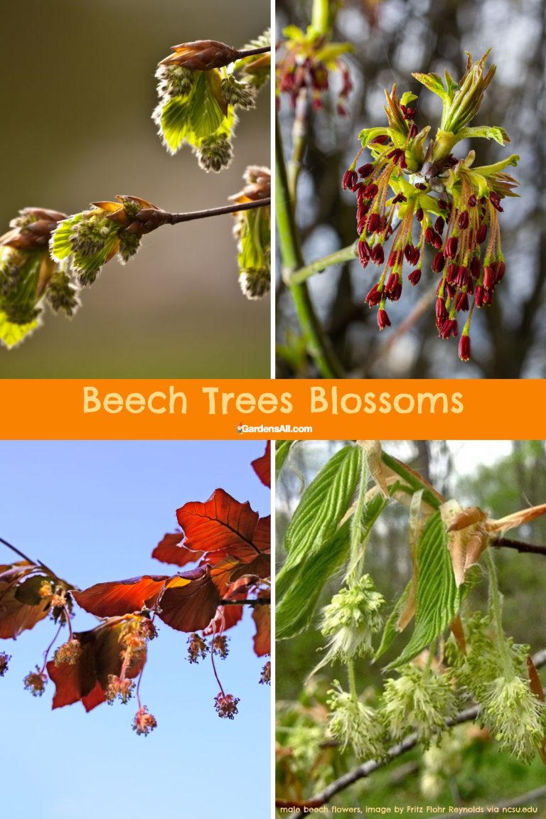 Beech Tree Uses and Benefits - GardensAll